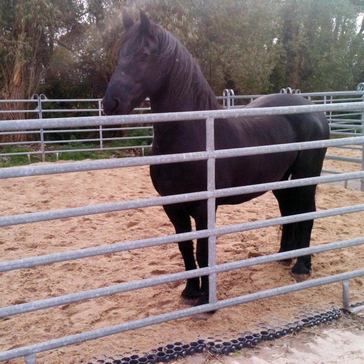 Hahn Paddock Slab – Luxury Lawns Artificial Grass